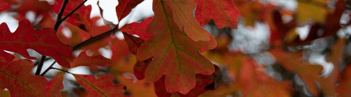 Annual Gardening Symposium | LSU Hilltop Arboretum